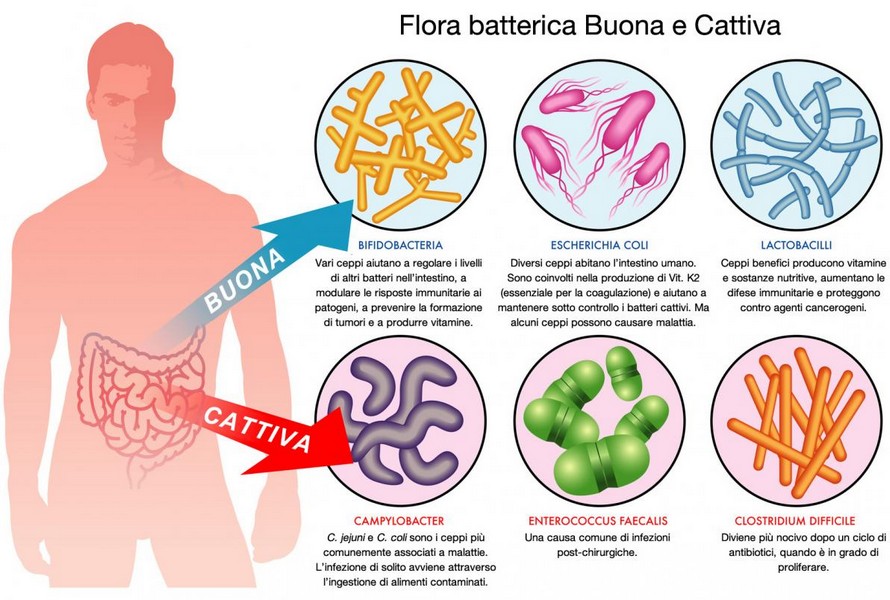 flora-batterica-intestinale - Leggo Tenerife