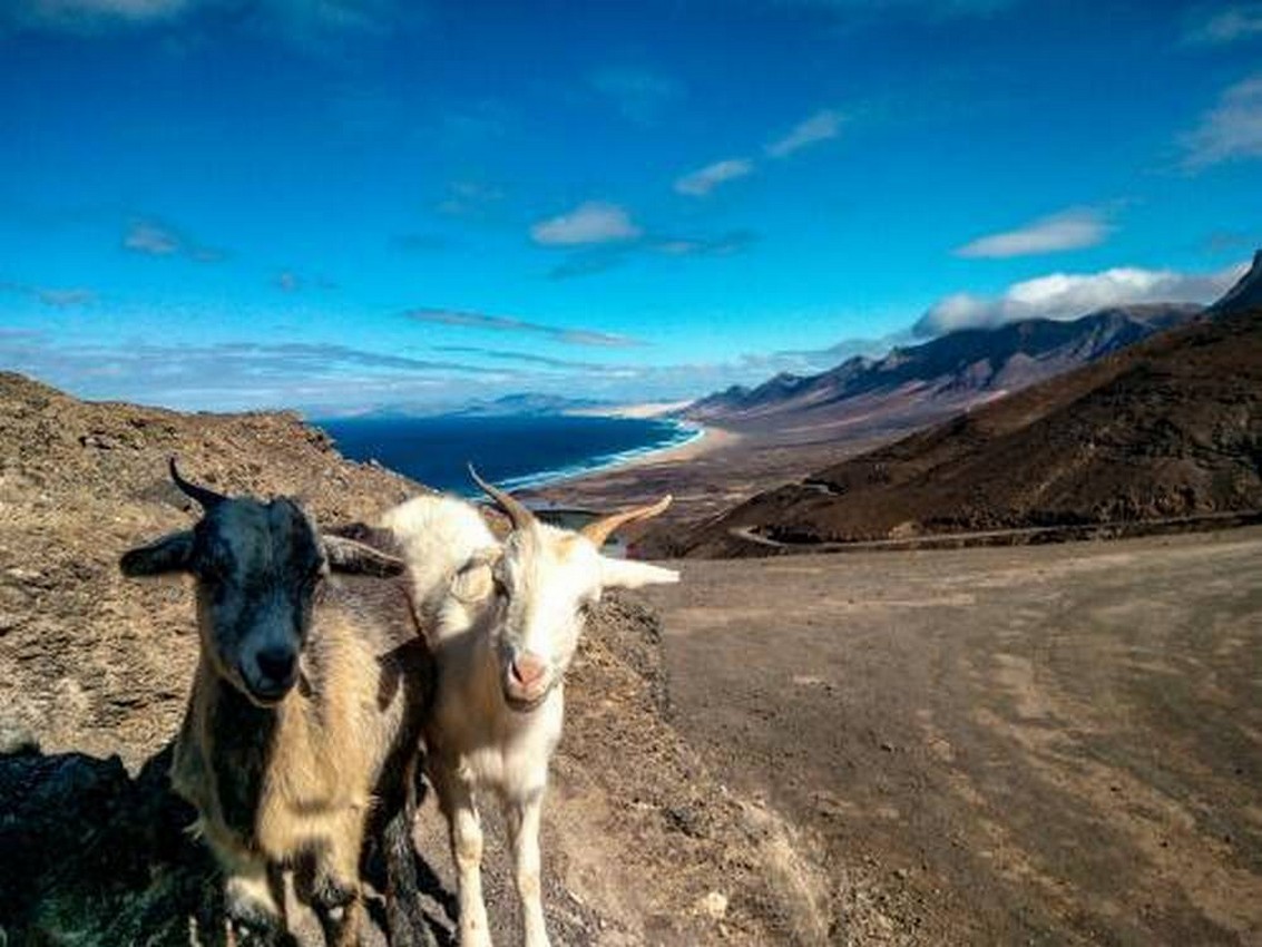 La capra è sempre stata qui - Leggo Tenerife