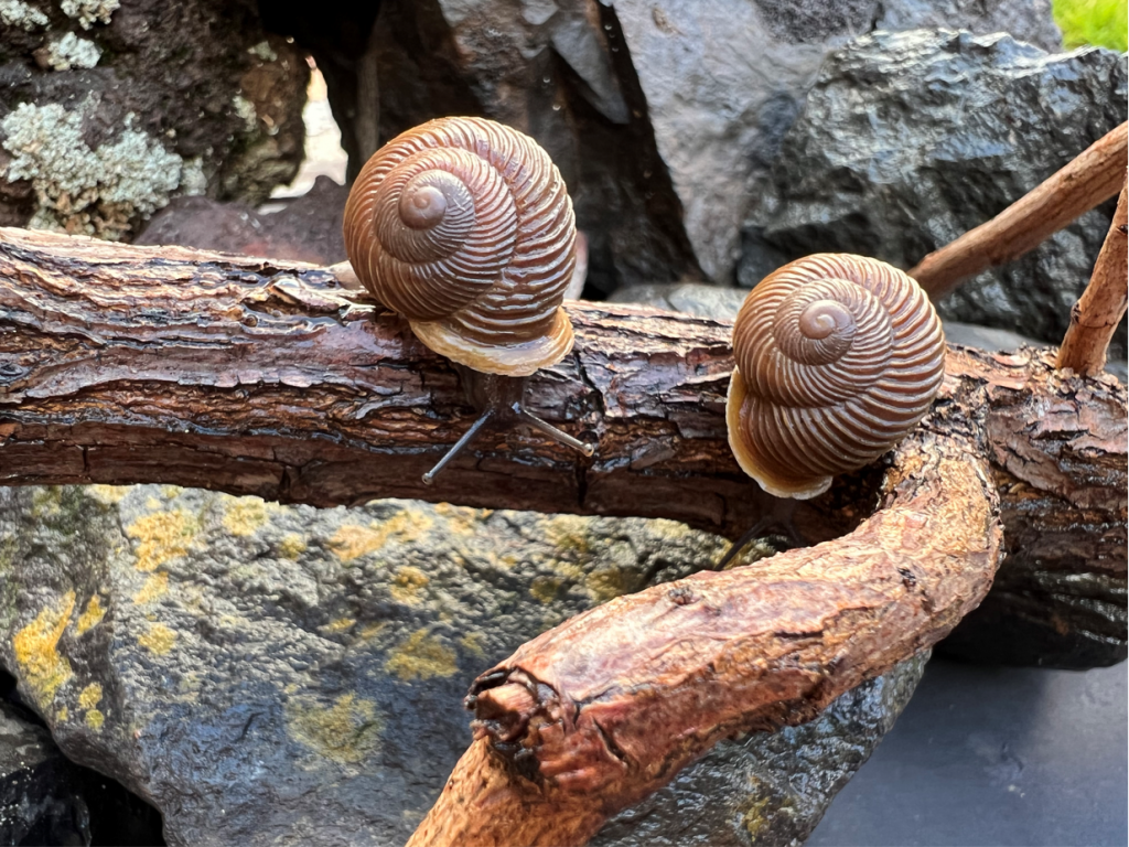 Santa Cruz chiede di proteggere le “chuchangas” che popolano i ...